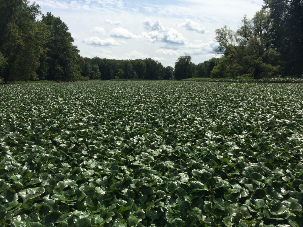 Biological Control - New York Invasive Species Research Institute