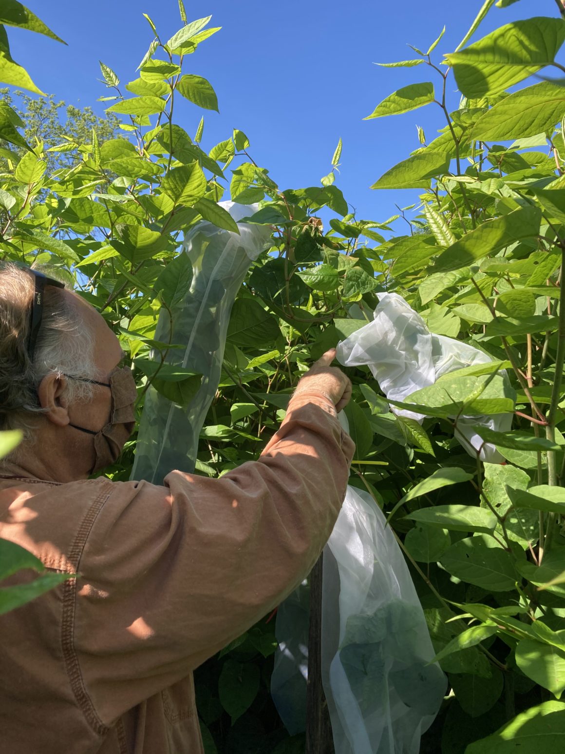 Knotweed Biocontrol Released in NYS - New York Invasive Species ...