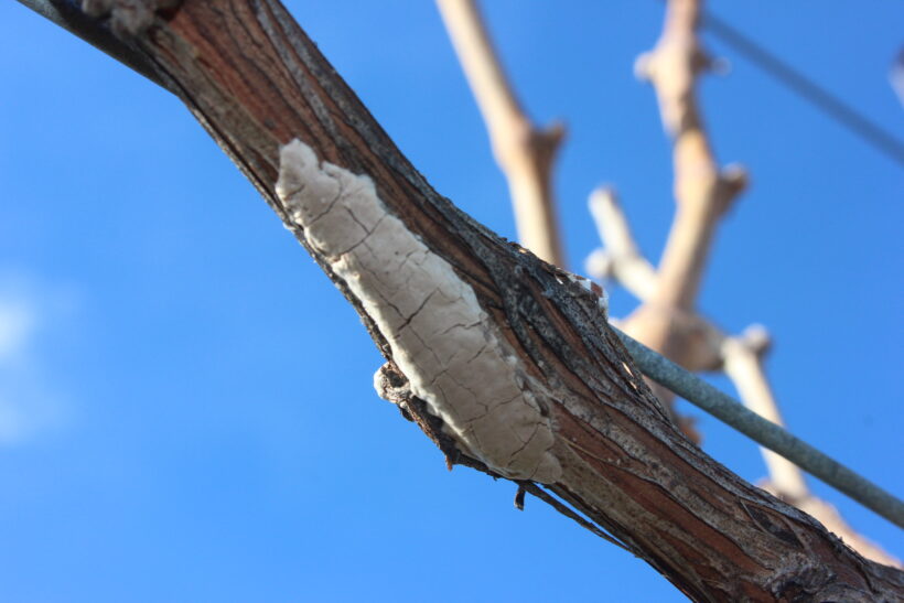 Spotted Lanternfly Detection Dogs - New York Invasive Species Research ...