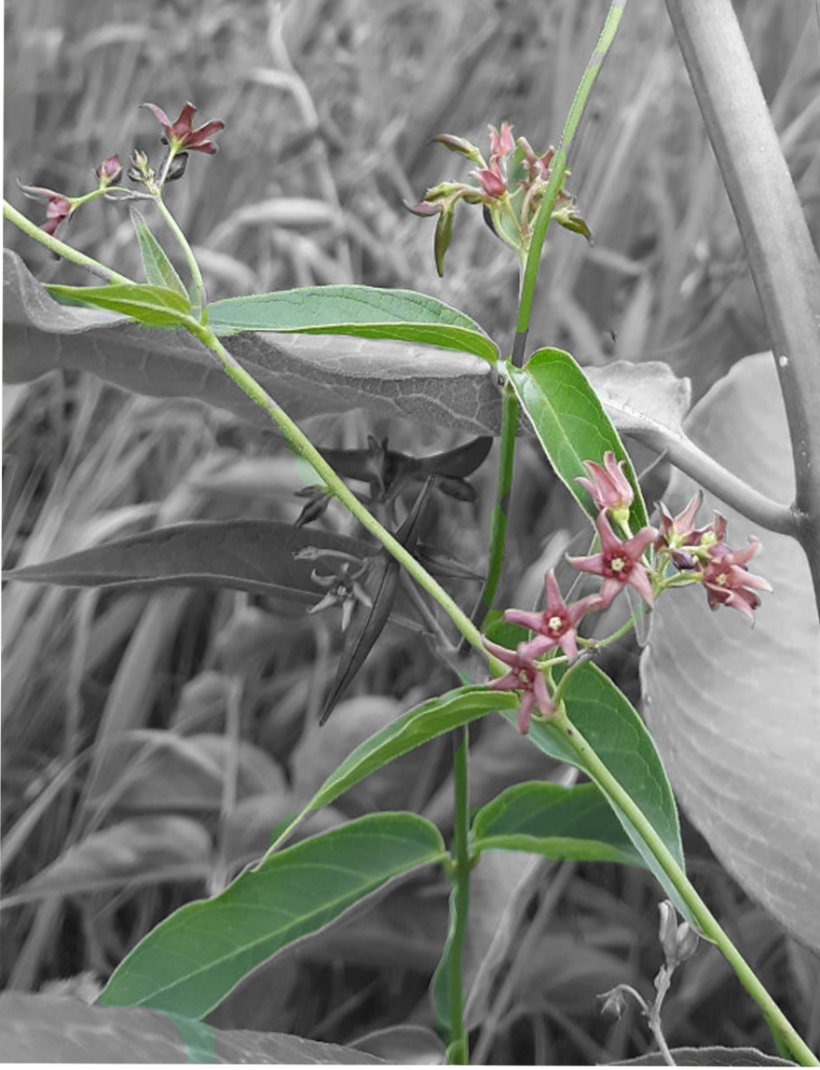 Swallow-wort Biocontrol - New York Invasive Species Research Institute