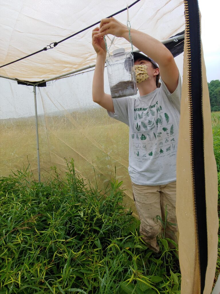 Swallow-wort Biocontrol - New York Invasive Species Research Institute