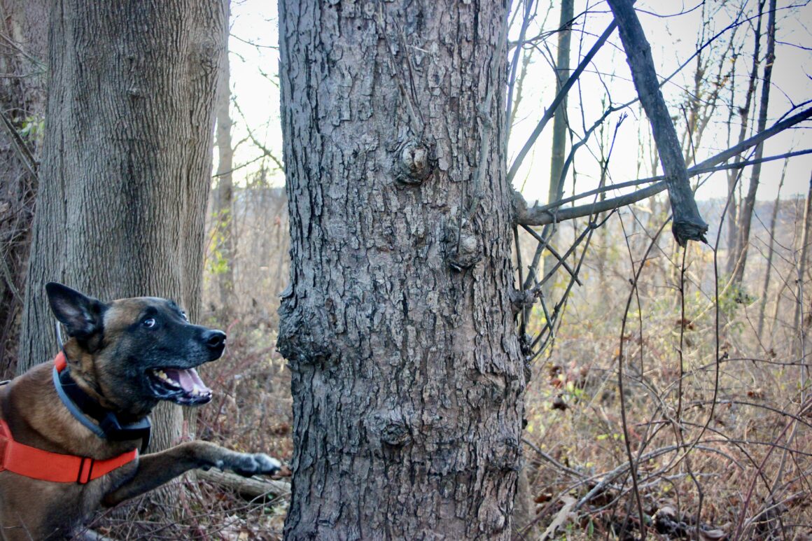 Spotted Lanternfly Detection Dogs - New York Invasive Species Research ...