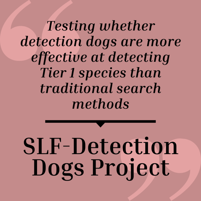 Spotted Lanternfly Detection Dogs - New York Invasive Species Research ...