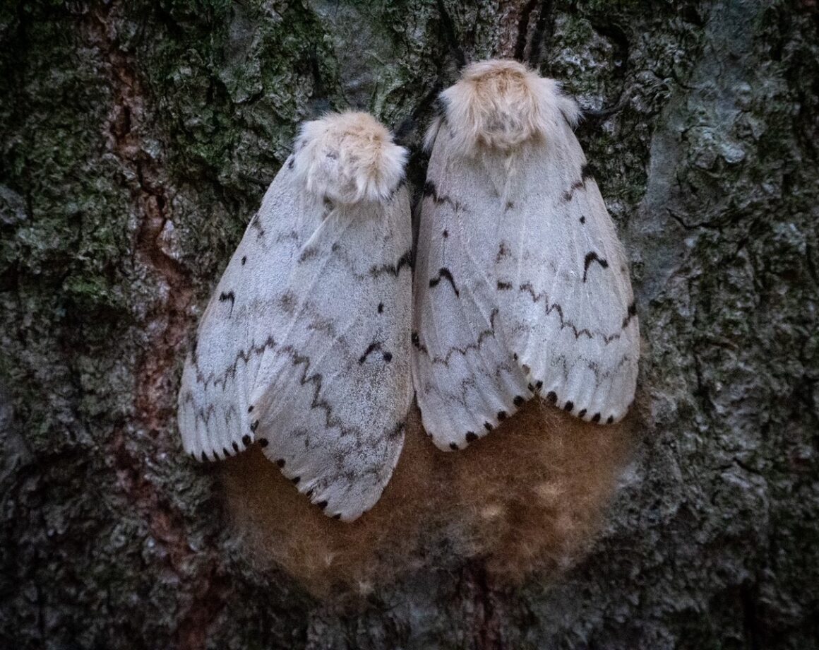 News - New York Invasive Species Research Institute