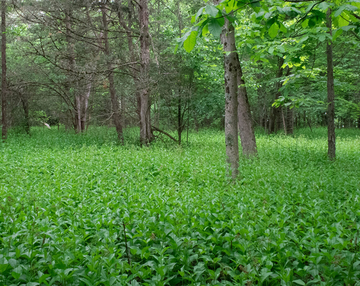 News - New York Invasive Species Research Institute